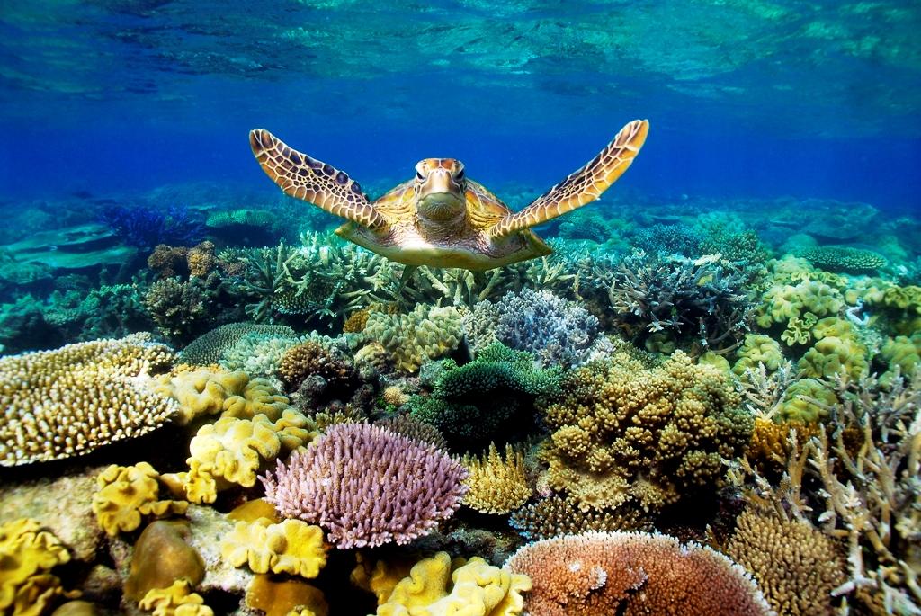 Bringing Back the Great Barrier Reef – PROTECT OUR PLANET NOW